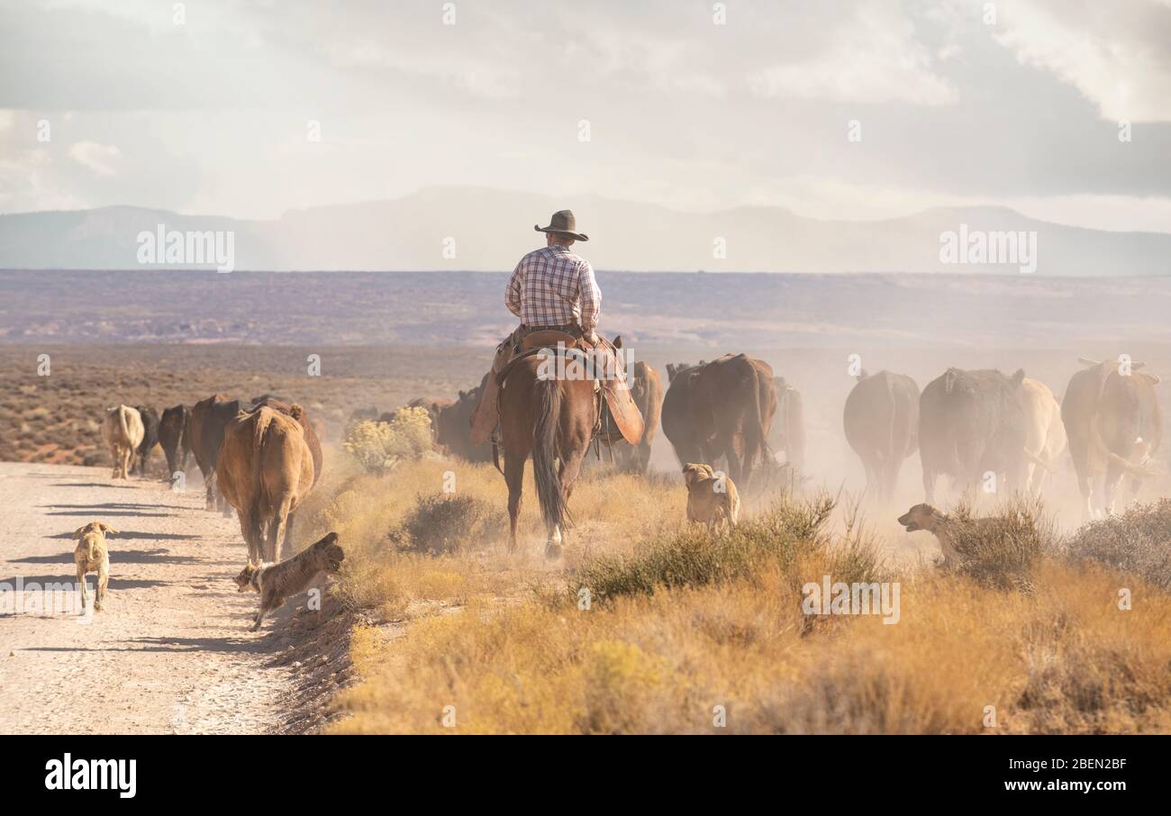 Cowboys Rustling Cattle in on a Dusty Stretch of Utah Desert Stock ...