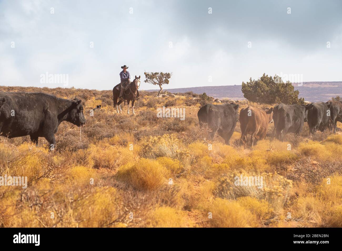 Desert cattle hi-res stock photography and images - Alamy