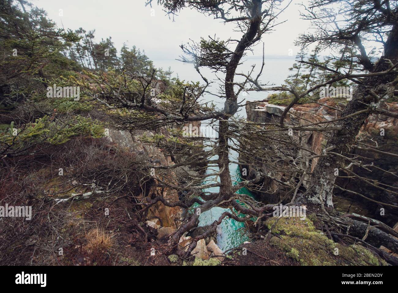 Ravens nest hi-res stock photography and images - Alamy