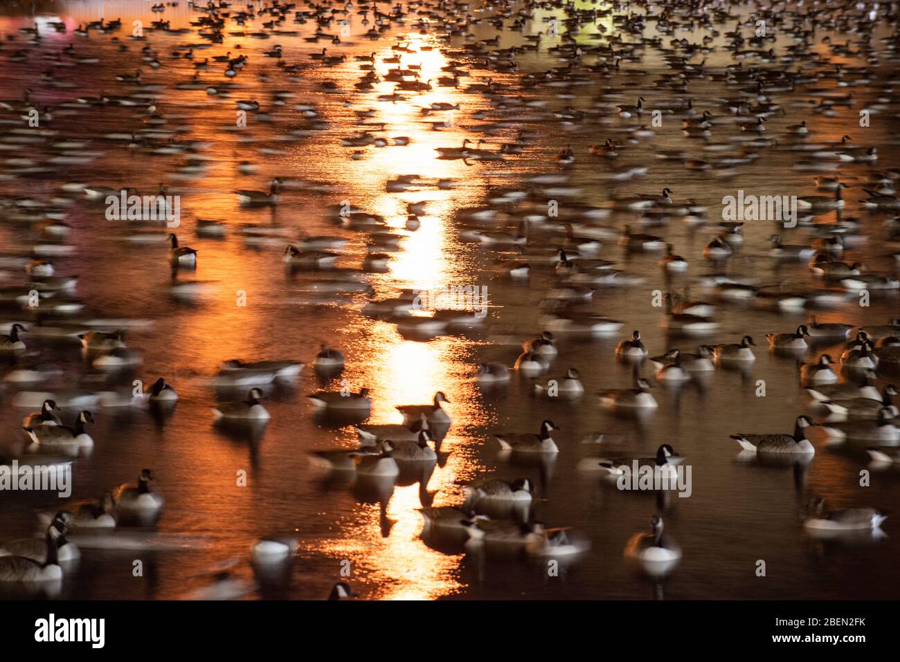 Canadian Geese Rest from Migration in A Pond at Umass Amhurst Stock ...