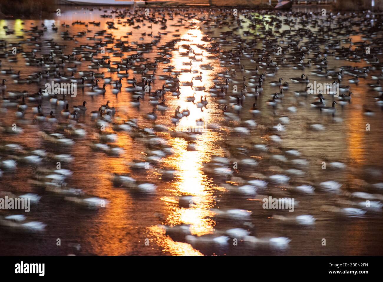 Canadian geese in migration hi-res stock photography and images - Alamy