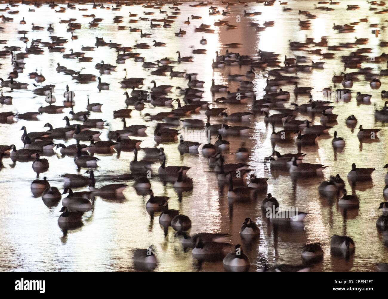 Canadian geese in migration hi-res stock photography and images - Alamy