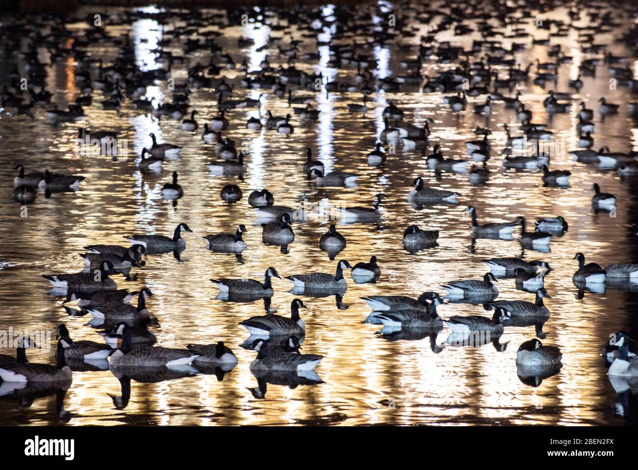 Canadian Geese Rest from Migration in A Pond at Umass Amhurst Stock ...