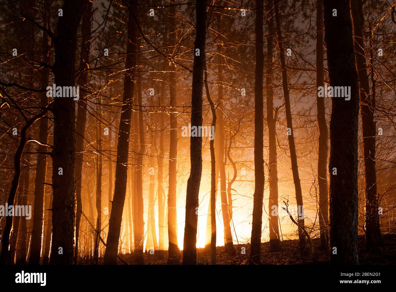 Glowing Forest on Foggy Night, Orange Glow fire Stock Photo - Alamy