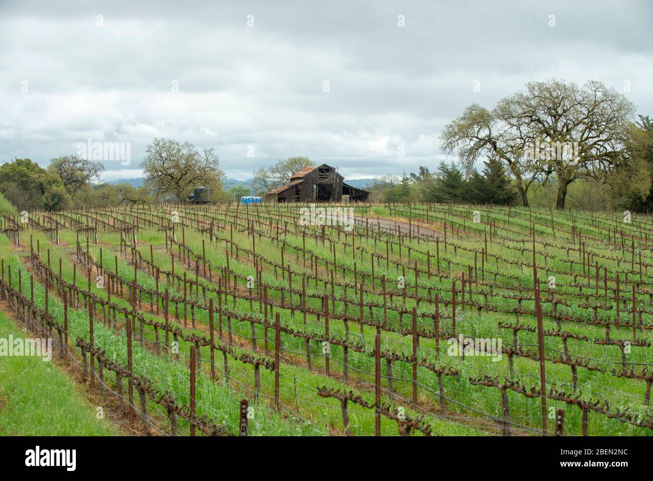 California vinyard hi-res stock photography and images - Alamy