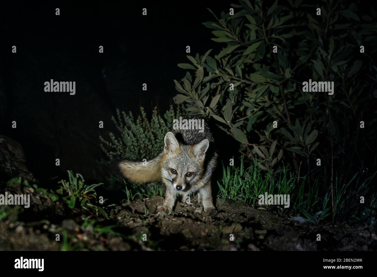 No foxes hi-res stock photography and images - Alamy