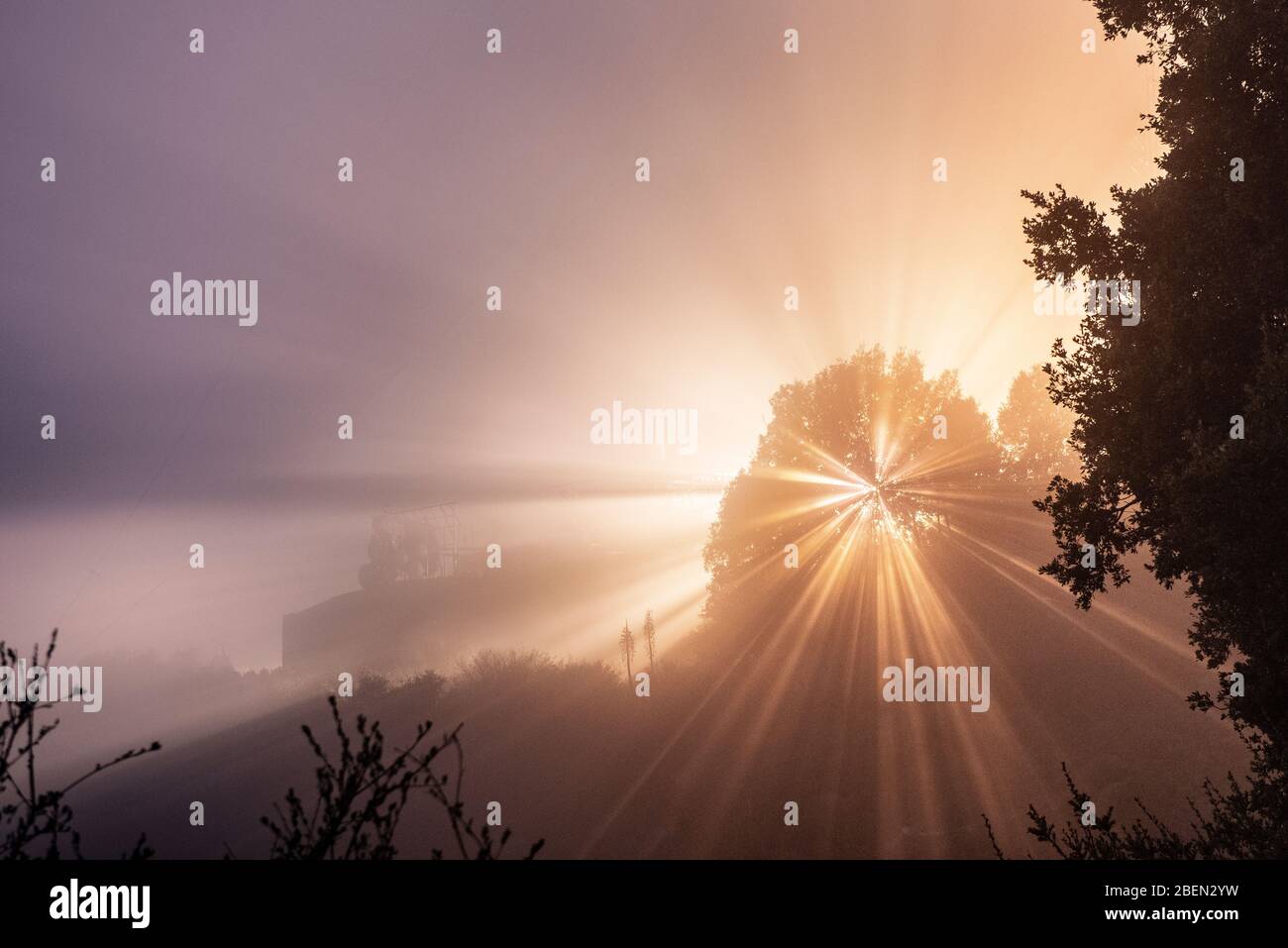 Tree rays hi-res stock photography and images - Alamy