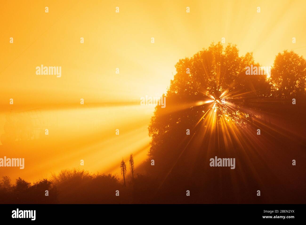 Glowing tree hi-res stock photography and images - Alamy