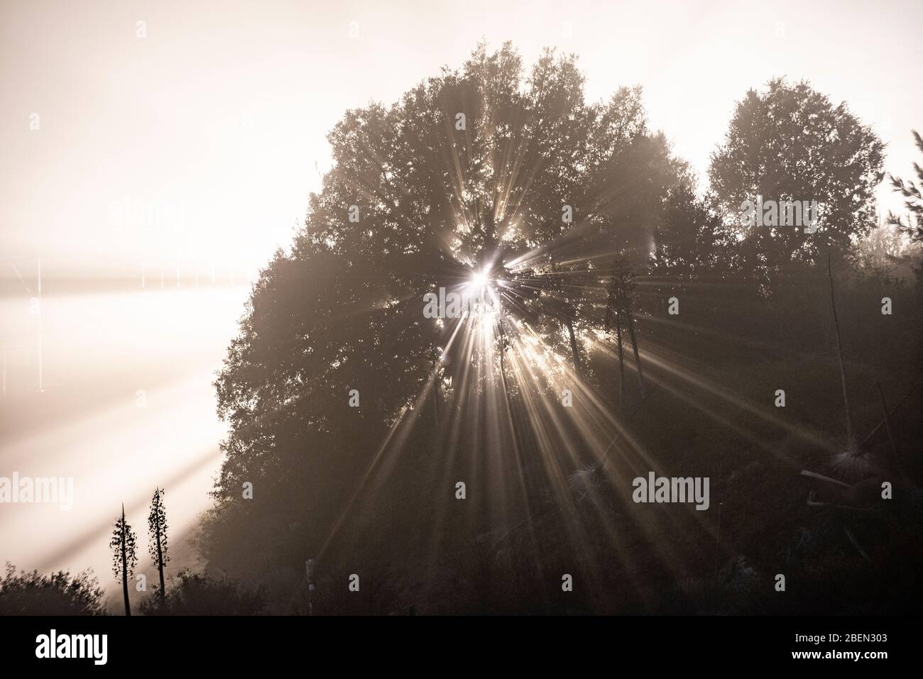Tree rays hi-res stock photography and images - Alamy