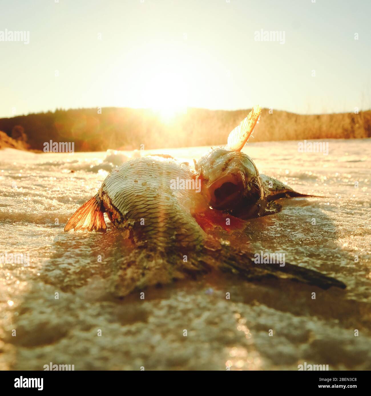 winter fishing, fish lying on ice Stock Photo - Alamy