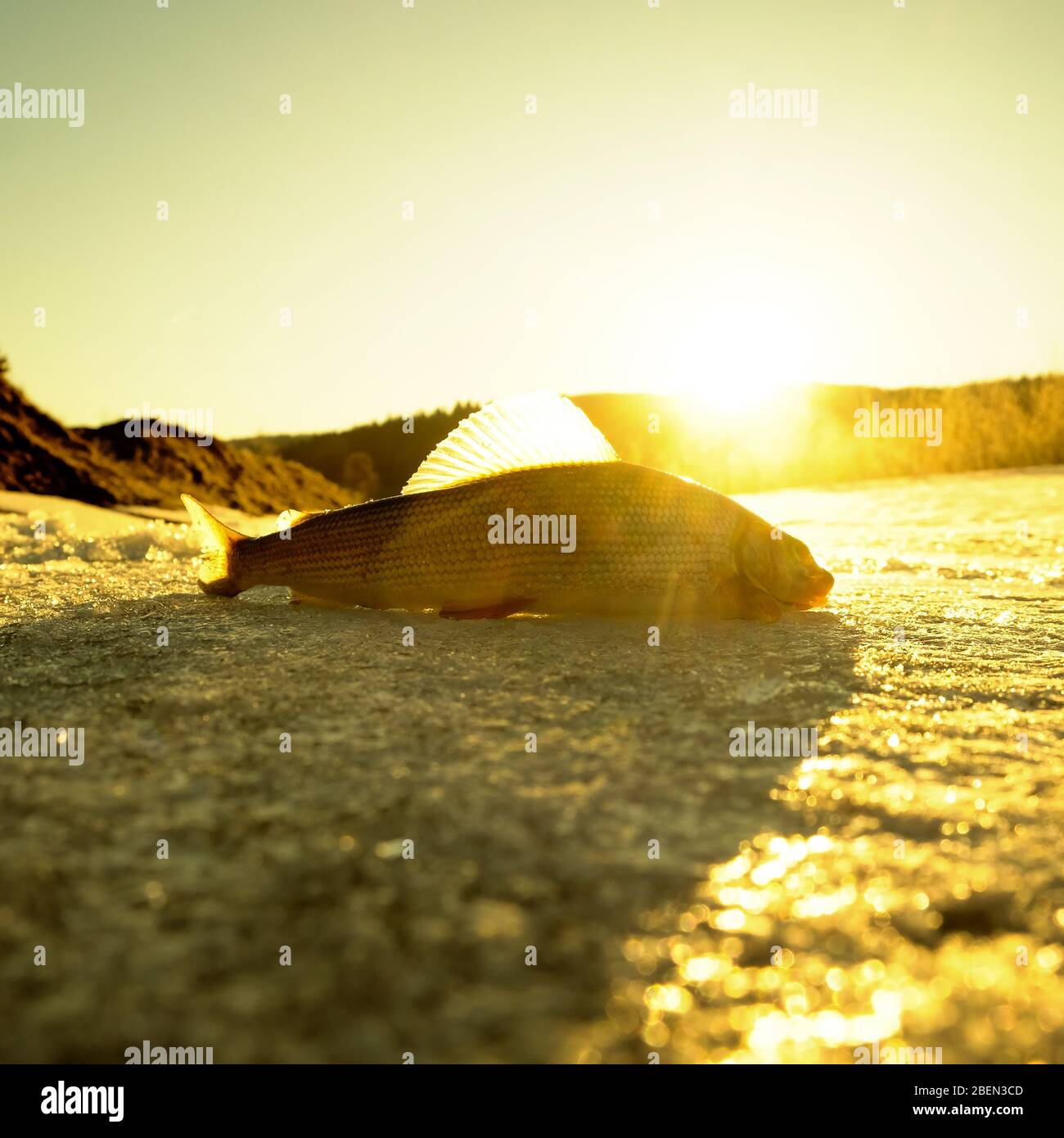 Fish lying hi-res stock photography and images - Alamy