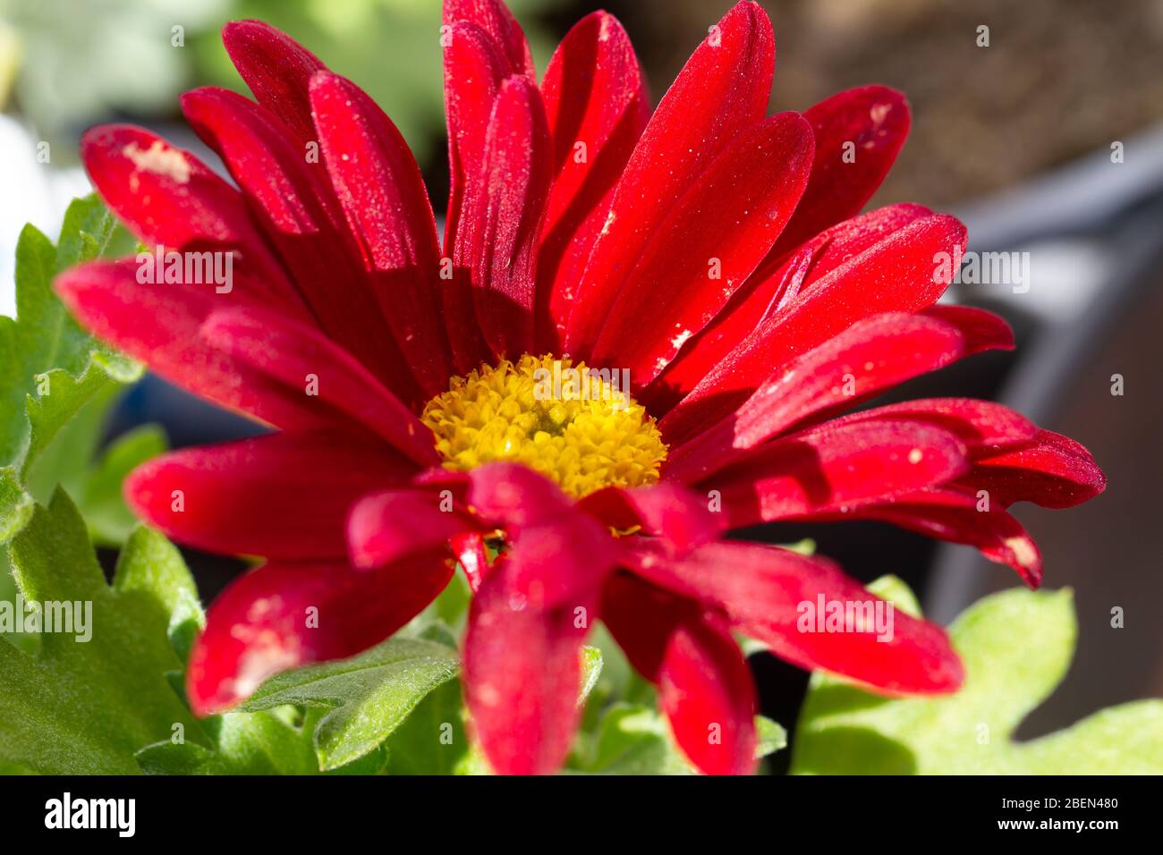 Red chrysanthemums flowering plants, also known as mums or chrysanths ...