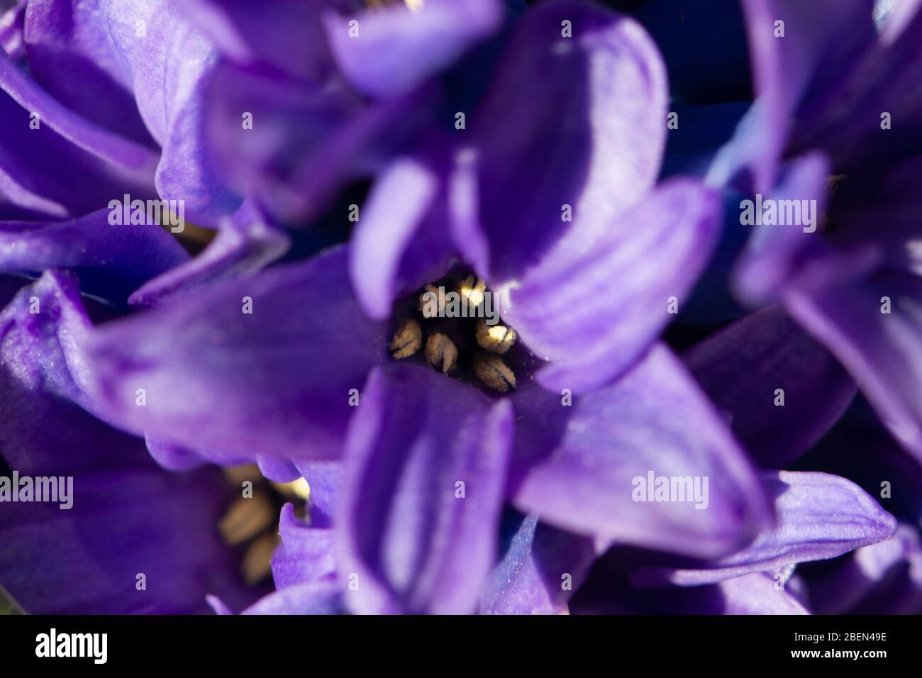 Hyacinthus bulbous, fragrant flowering plants in natural light in ...
