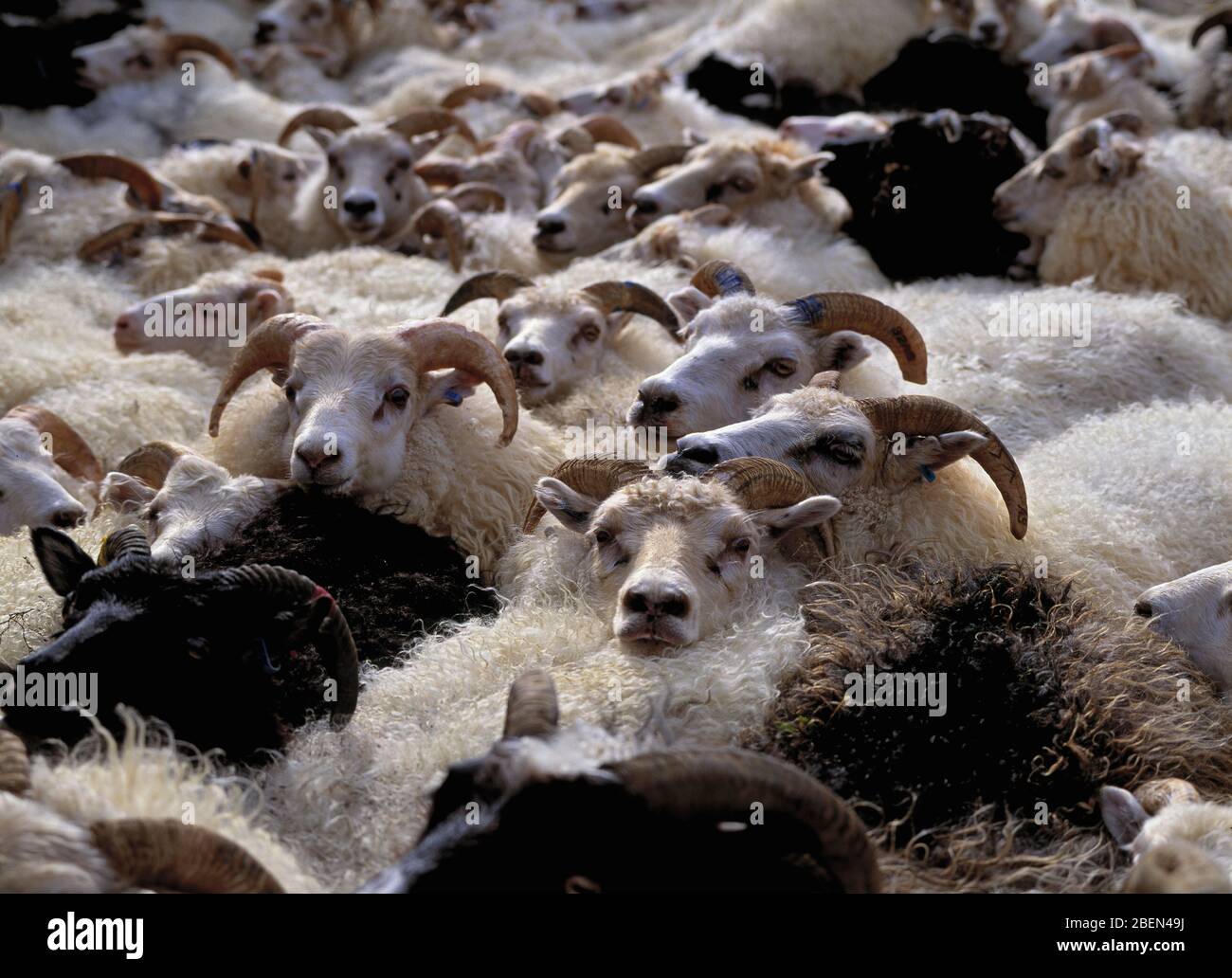 Sheep crowded hi-res stock photography and images - Alamy