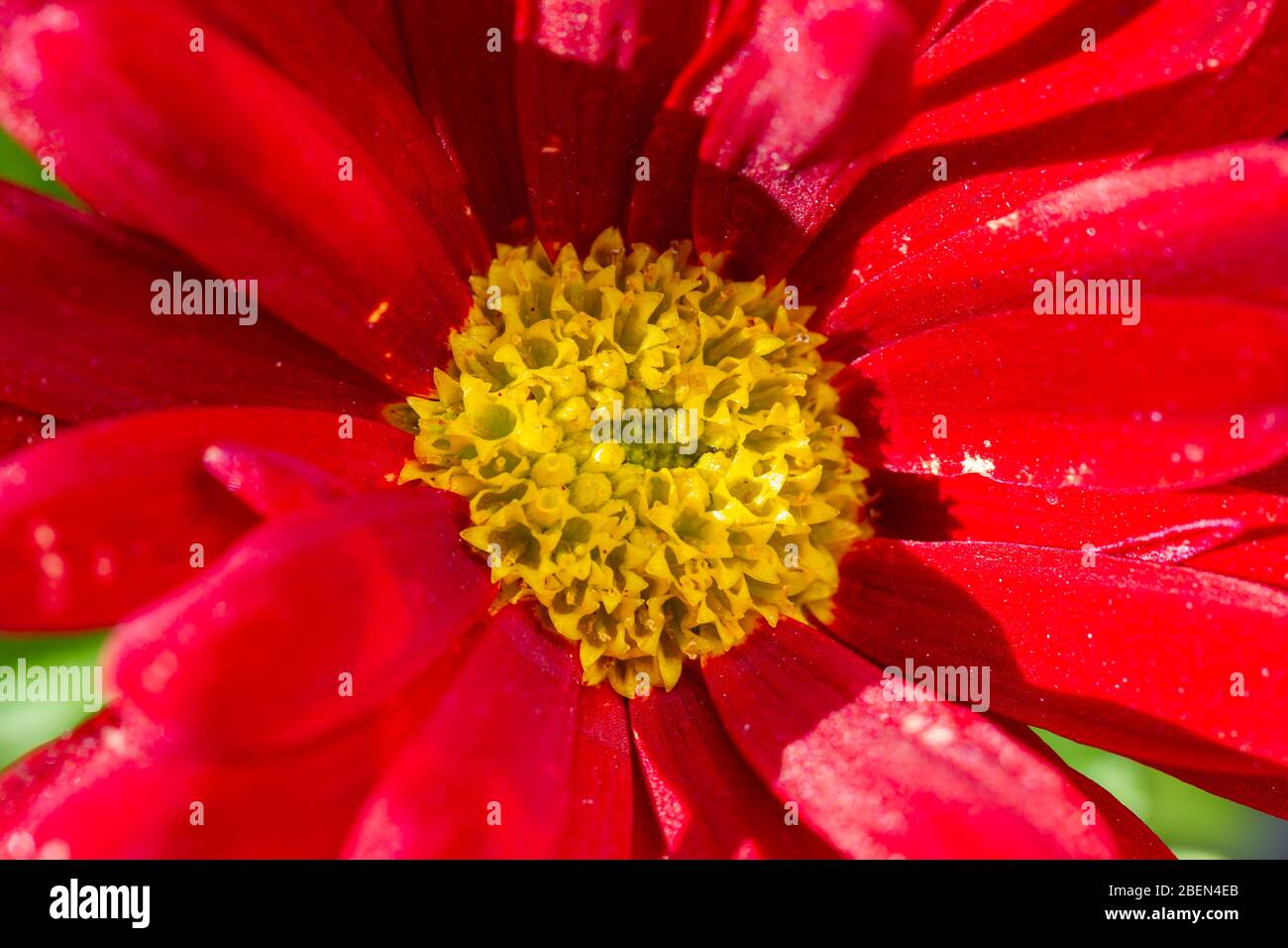 Red chrysanthemums flowering plants, also known as mums or chrysanths ...
