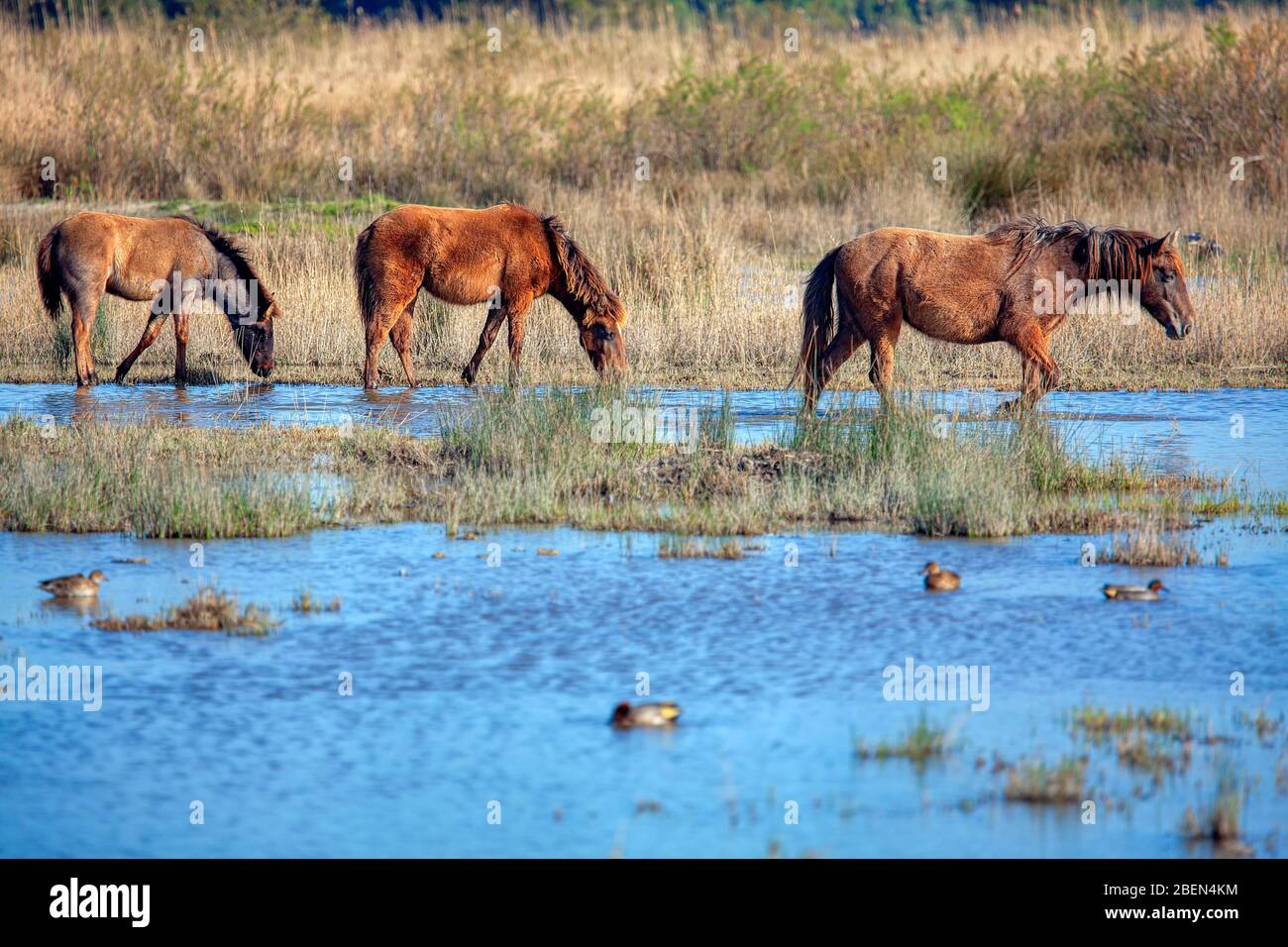 three young wild horses walking on the water Stock Photo - Alamy
