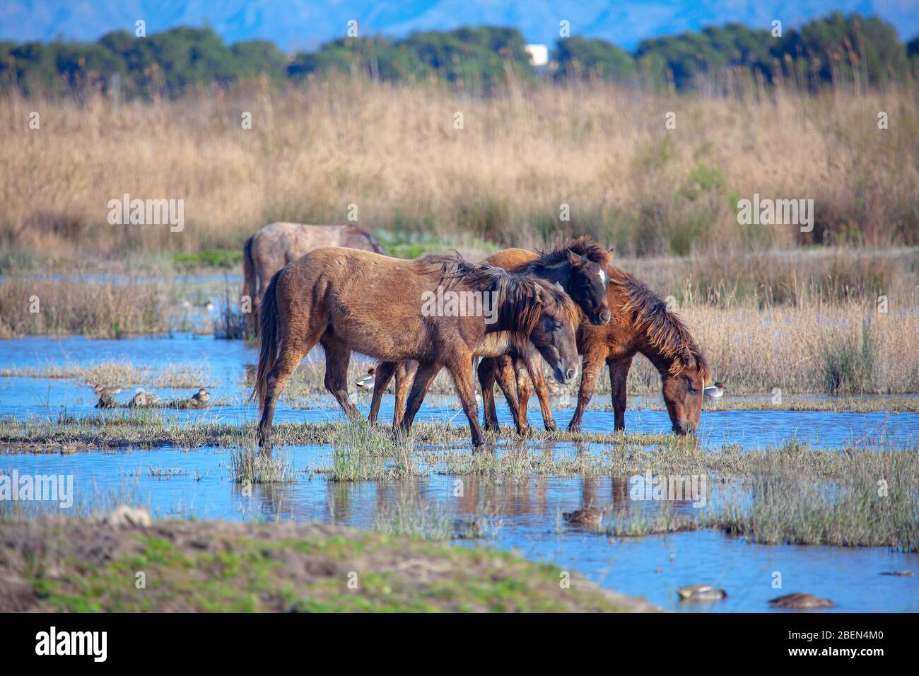 Herd horses drinking grazing hi-res stock photography and images - Alamy