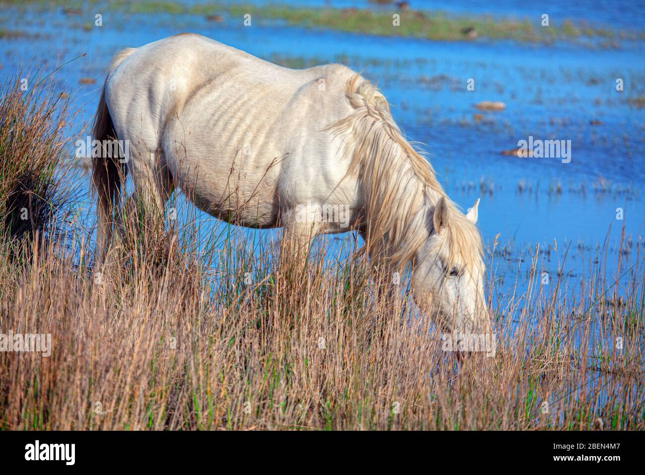 white wild mare drinking water in the lake Stock Photo - Alamy