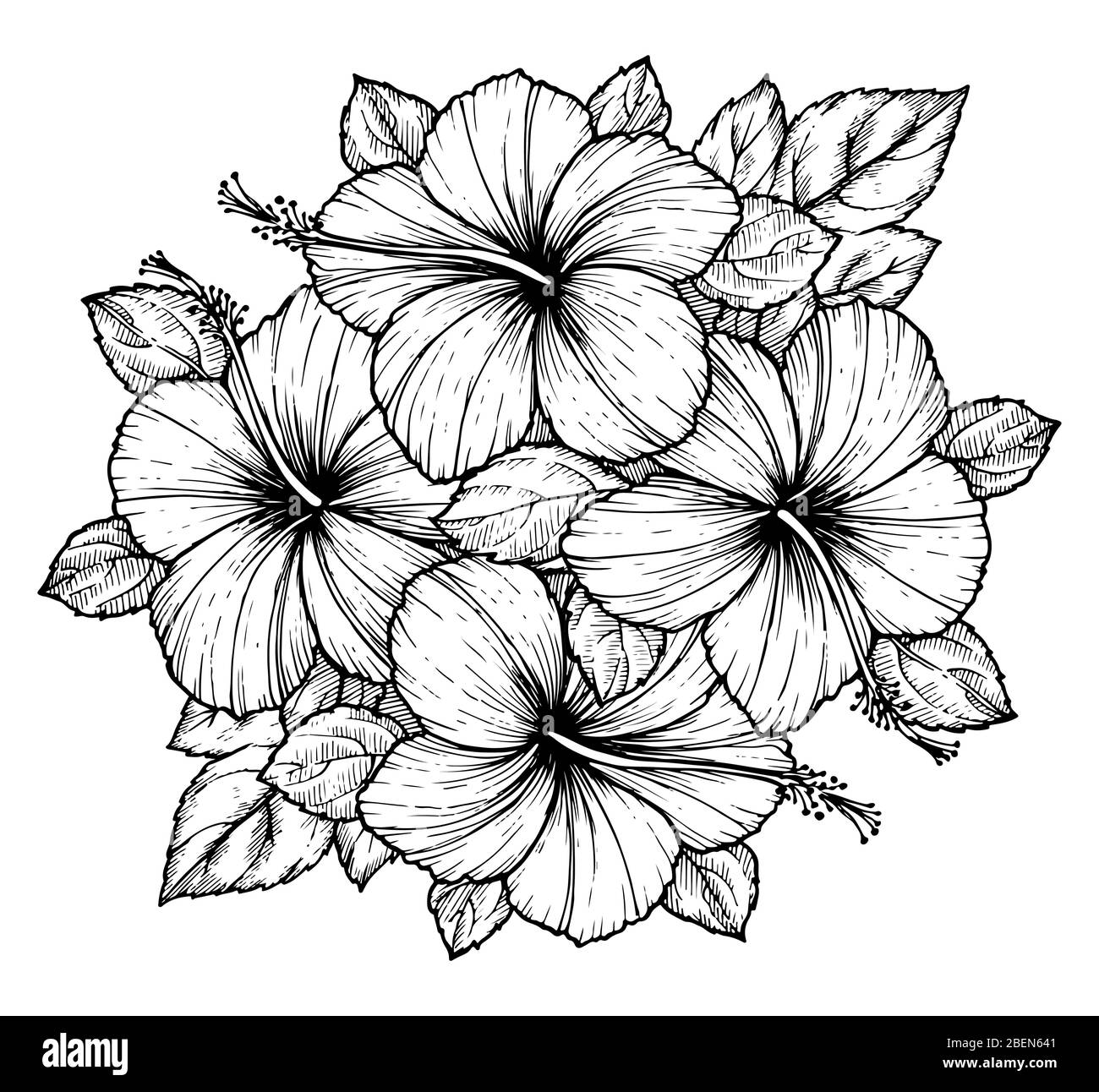 Sketch of flower Cut Out Stock Images & Pictures - Alamy