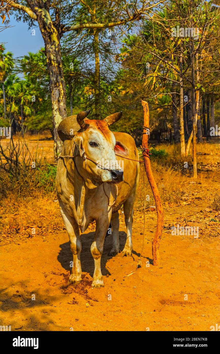 Burmese cattle hi-res stock photography and images - Alamy