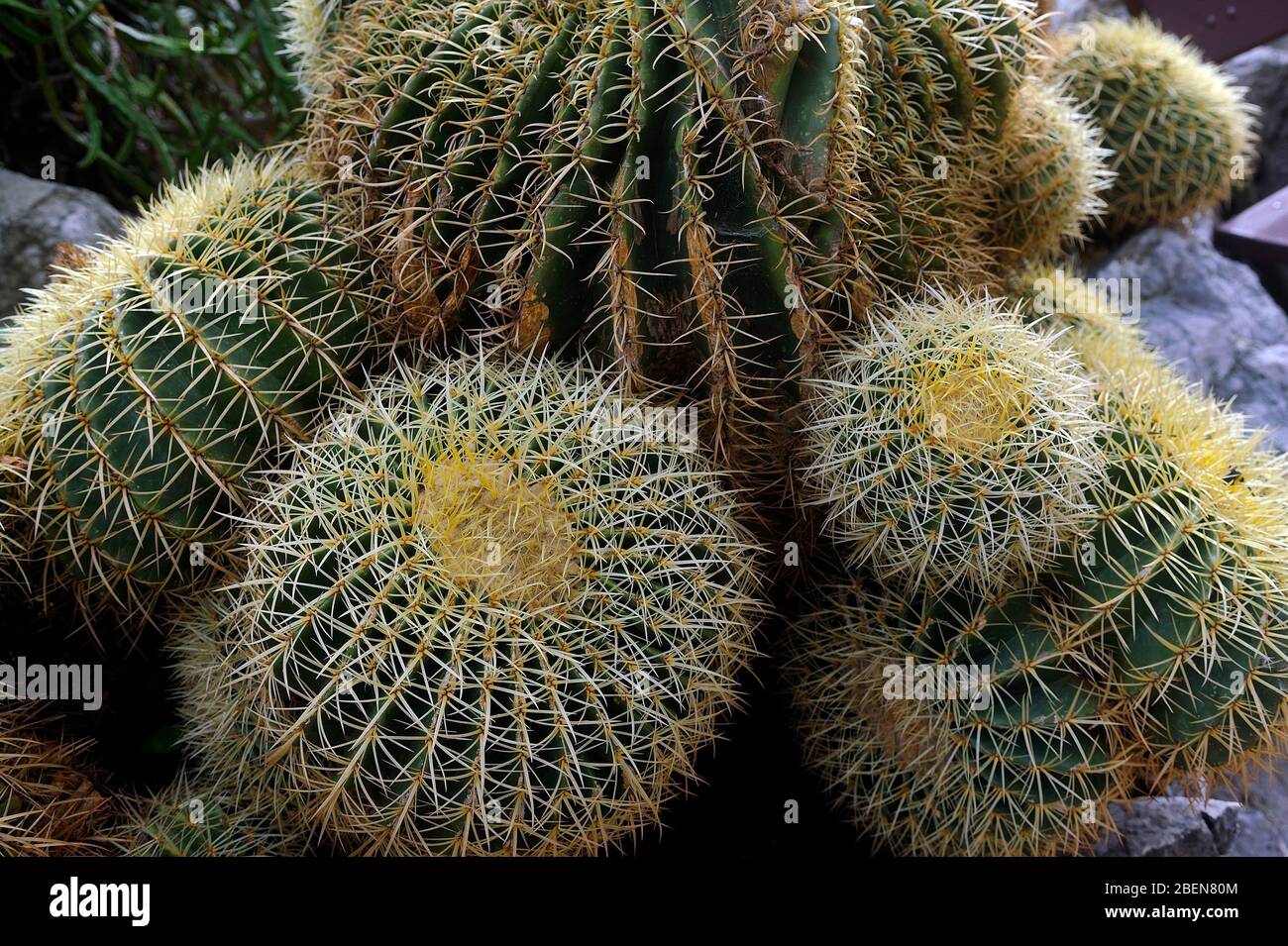 Visit the exotic garden of Monaco where there are huge collections of ...