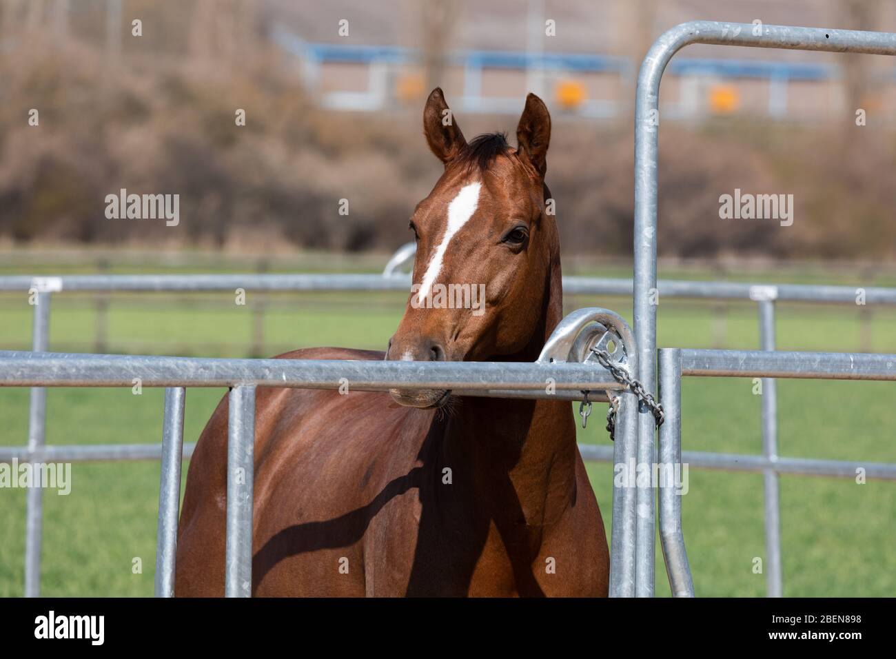 beautiful brown-red horse standing in an metal grid horse box and ...