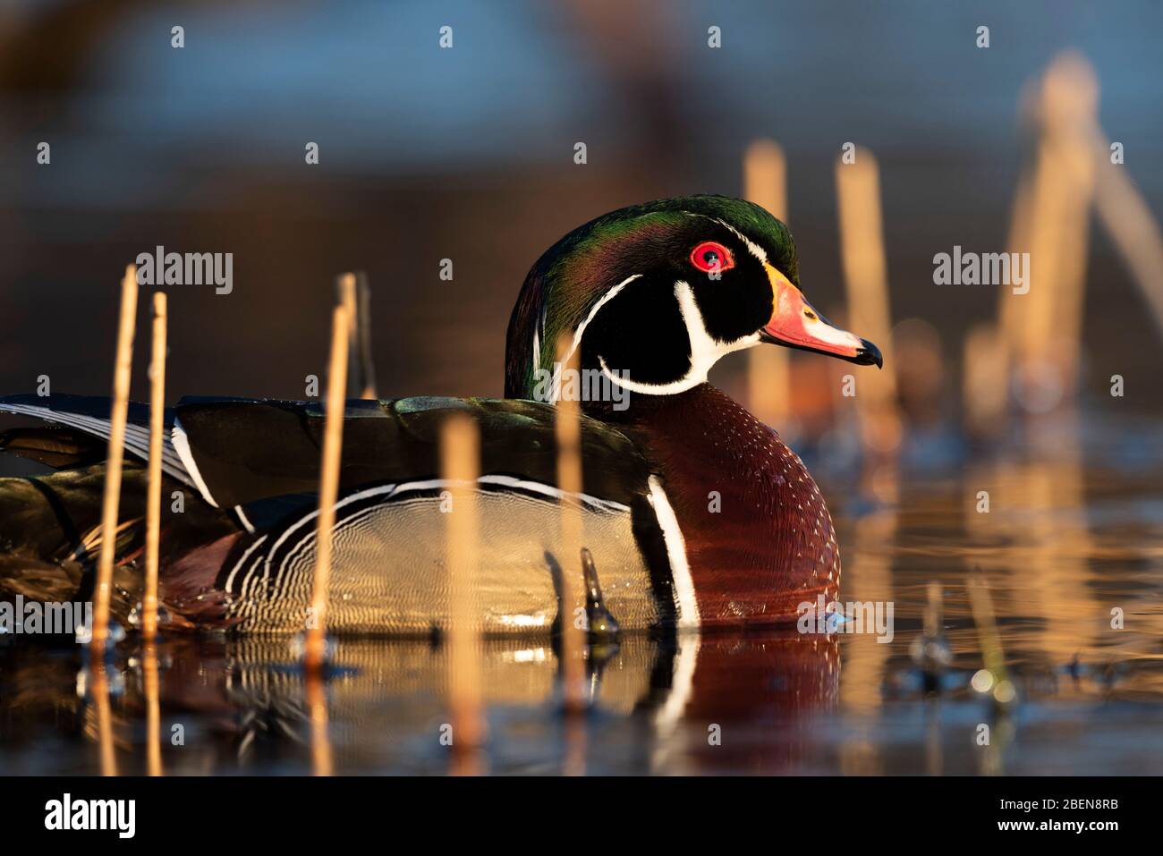 Beaver duck hi-res stock photography and images - Alamy