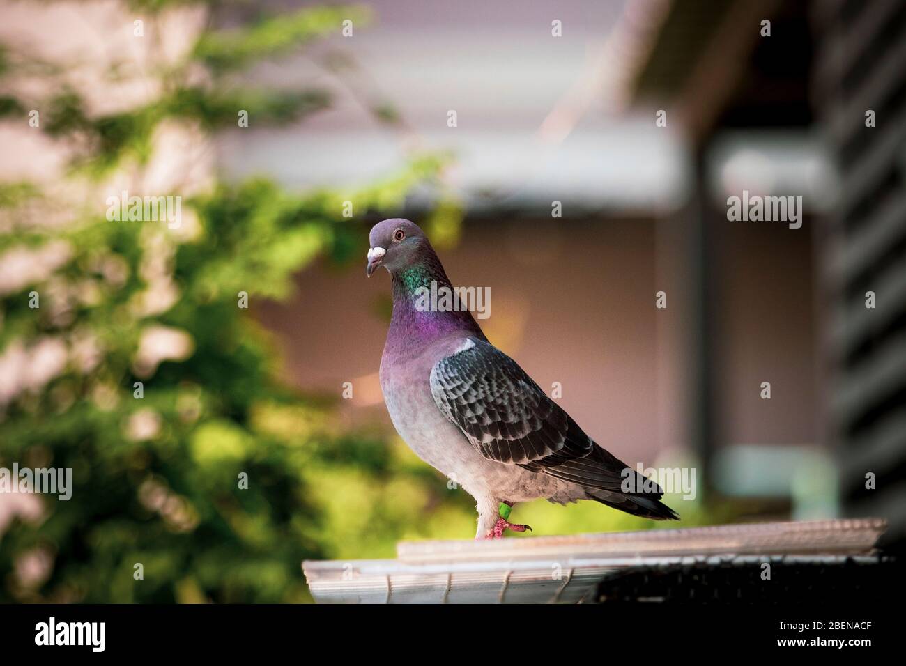 homing pigeion bird standing at sputnik trap Stock Photo - Alamy