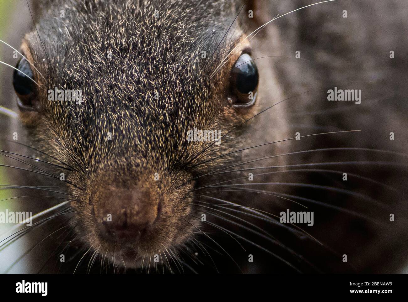 Eyes of squirrel hi-res stock photography and images - Alamy