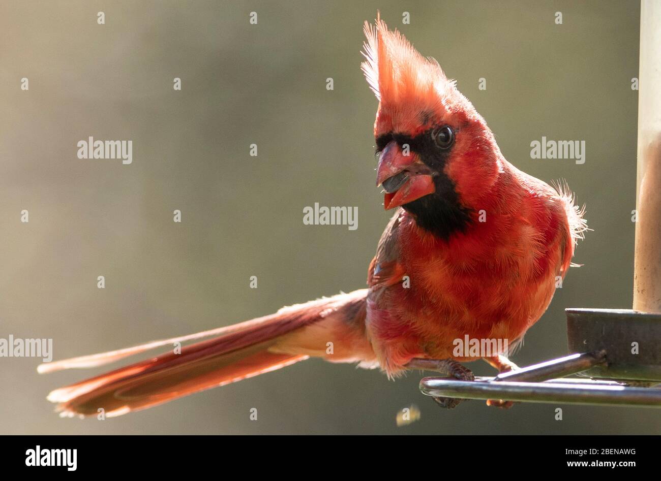 Plumed crest hi-res stock photography and images - Alamy