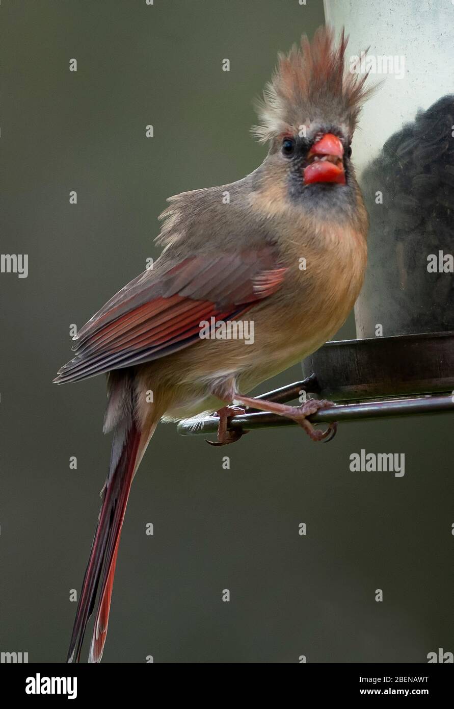 Bad red hair hi-res stock photography and images - Alamy