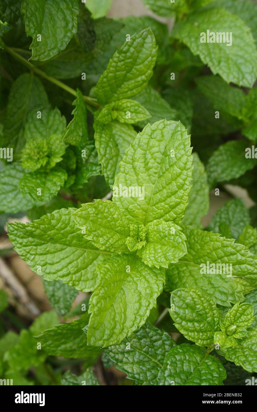Common Green Mint Stock Photo - Alamy