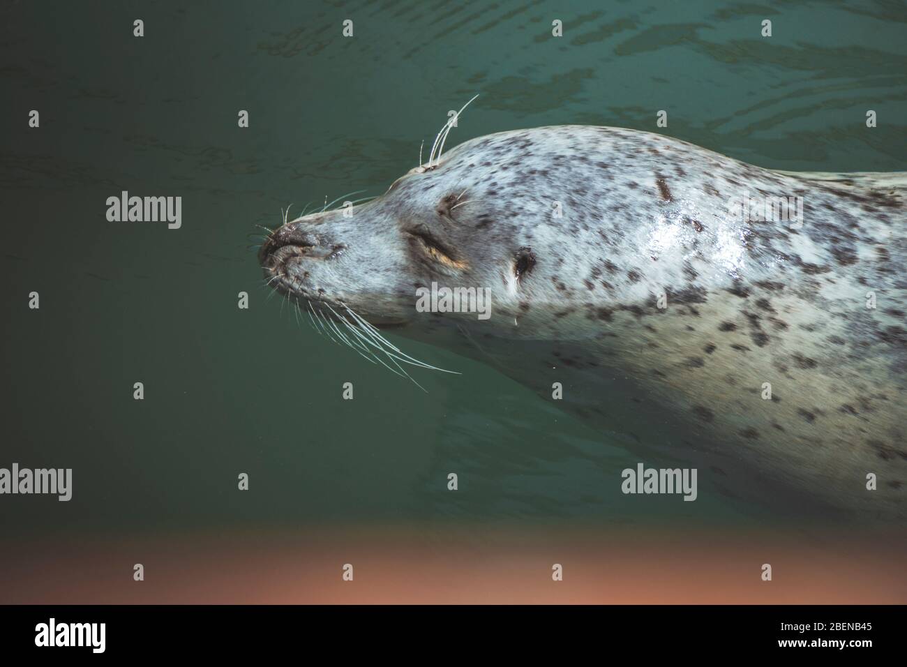 Pacific Harbor seal waiting for fish in the Oak Bay marina Stock Photo ...