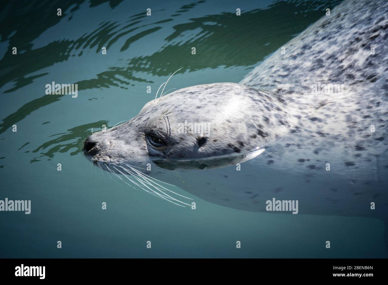 Pacific Harbor seal waiting for fish in the Oak Bay marina Stock Photo ...