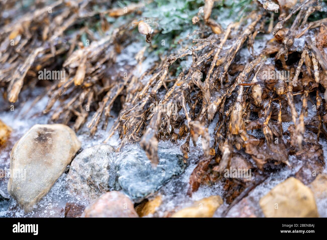 Landscaping plants covered with ice after freezing rain Stock Photo - Alamy