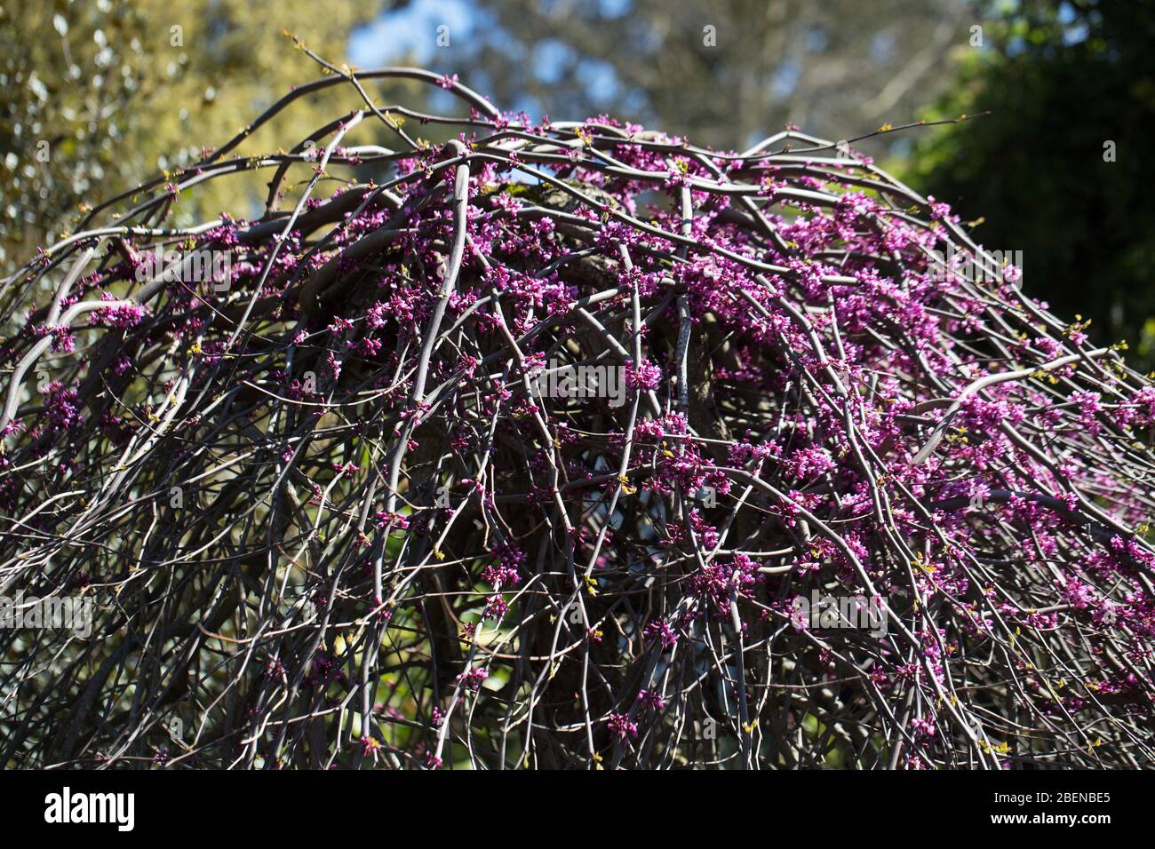 Cercis canadensis 'Covey' - lavender twist weeping redbud tree Stock ...