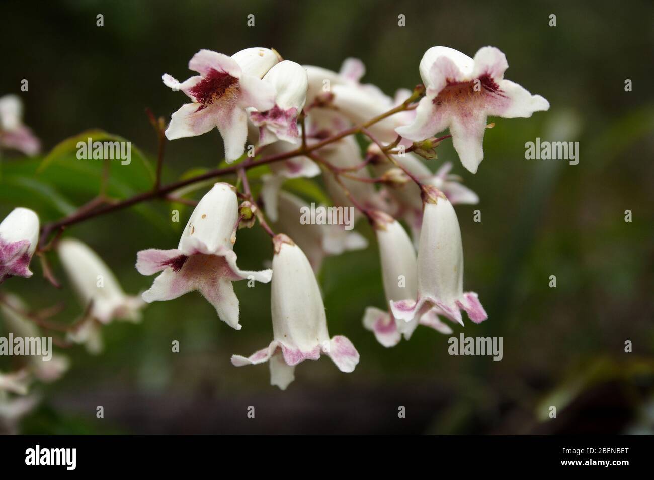 Flowers of the Wonga Wonga Vine, Pandorea pandorana Stock Photo - Alamy