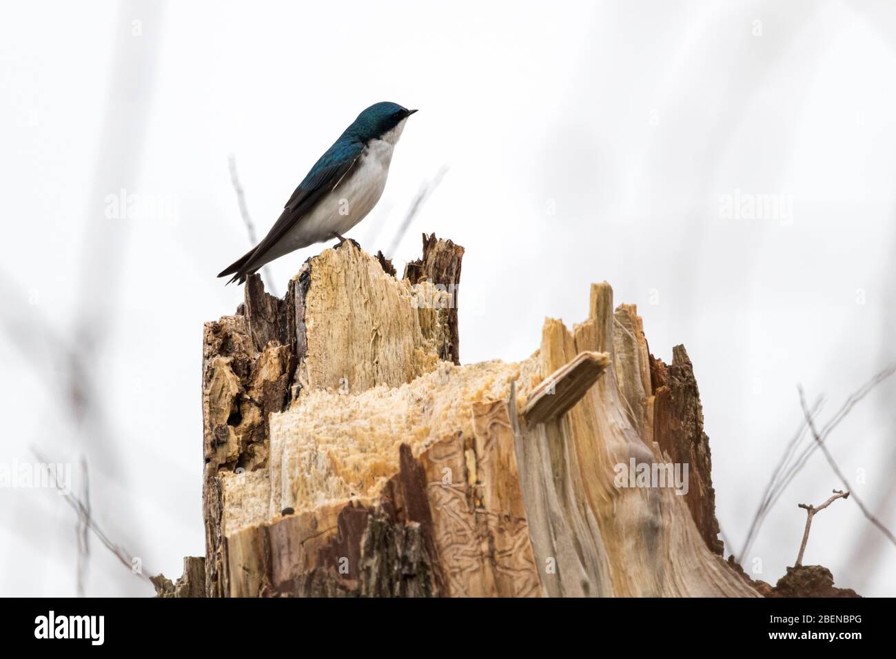 Ohio state bird hi-res stock photography and images - Alamy