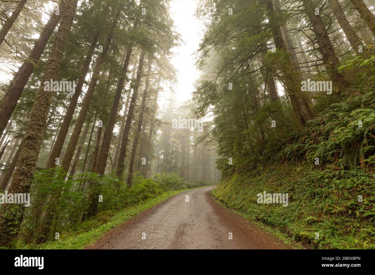 road in green forest in morning mist just outside of Lincoln City ...