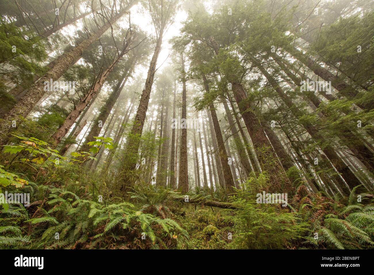 green forest with tall trees in morning mist just outside of Lincoln ...
