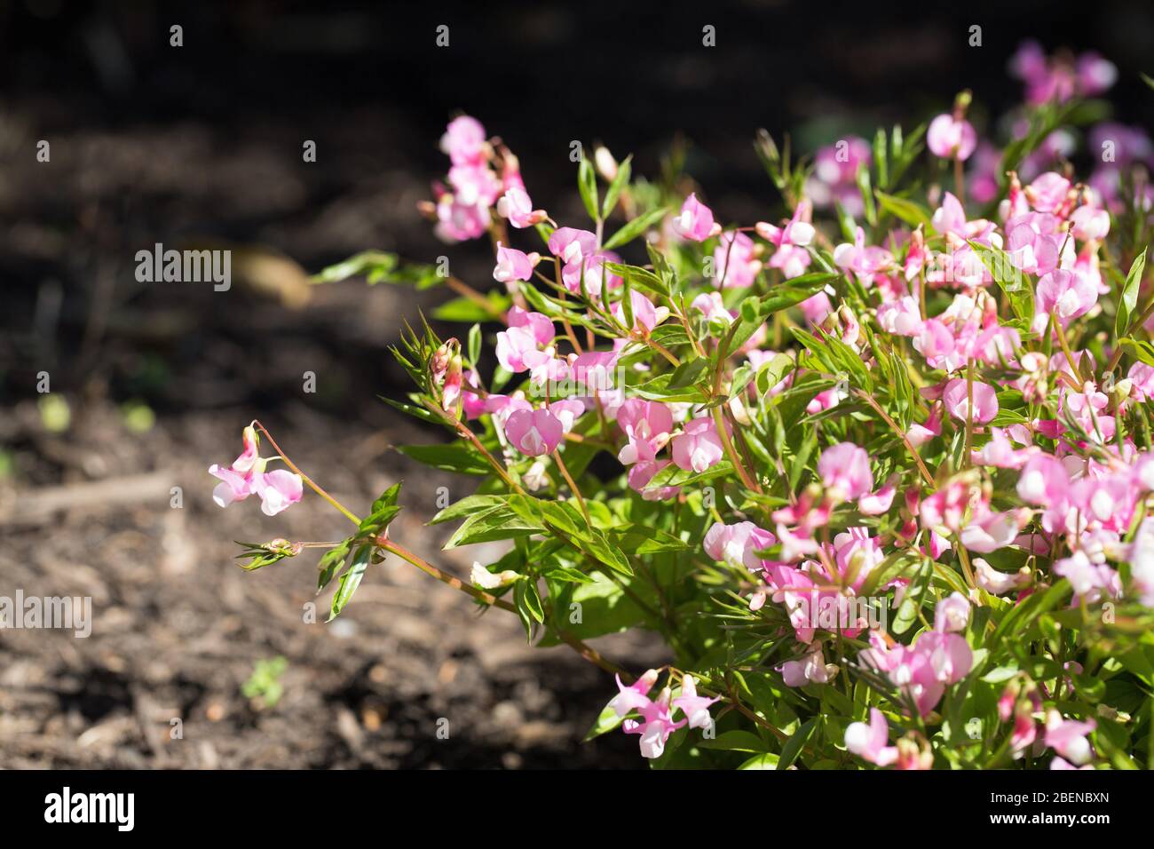Lathyrus america hi-res stock photography and images - Alamy