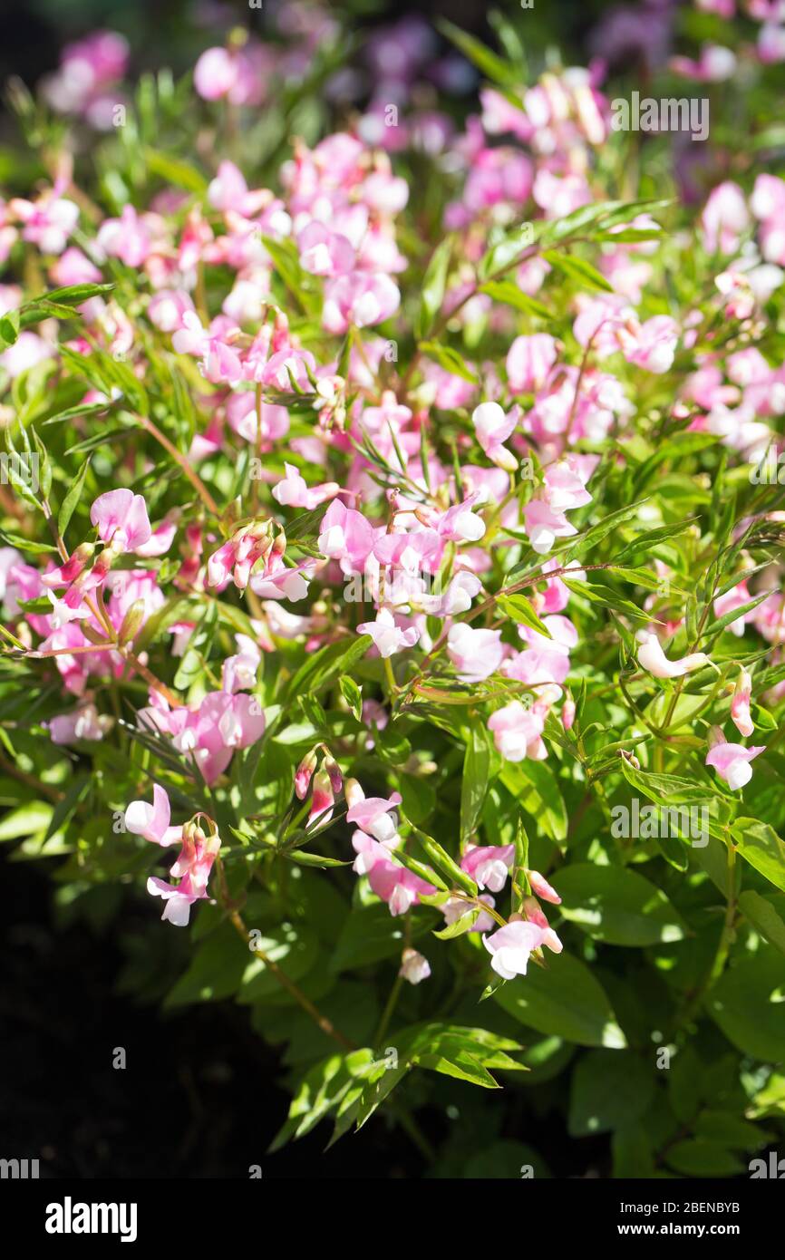 Lathyrus america hi-res stock photography and images - Alamy