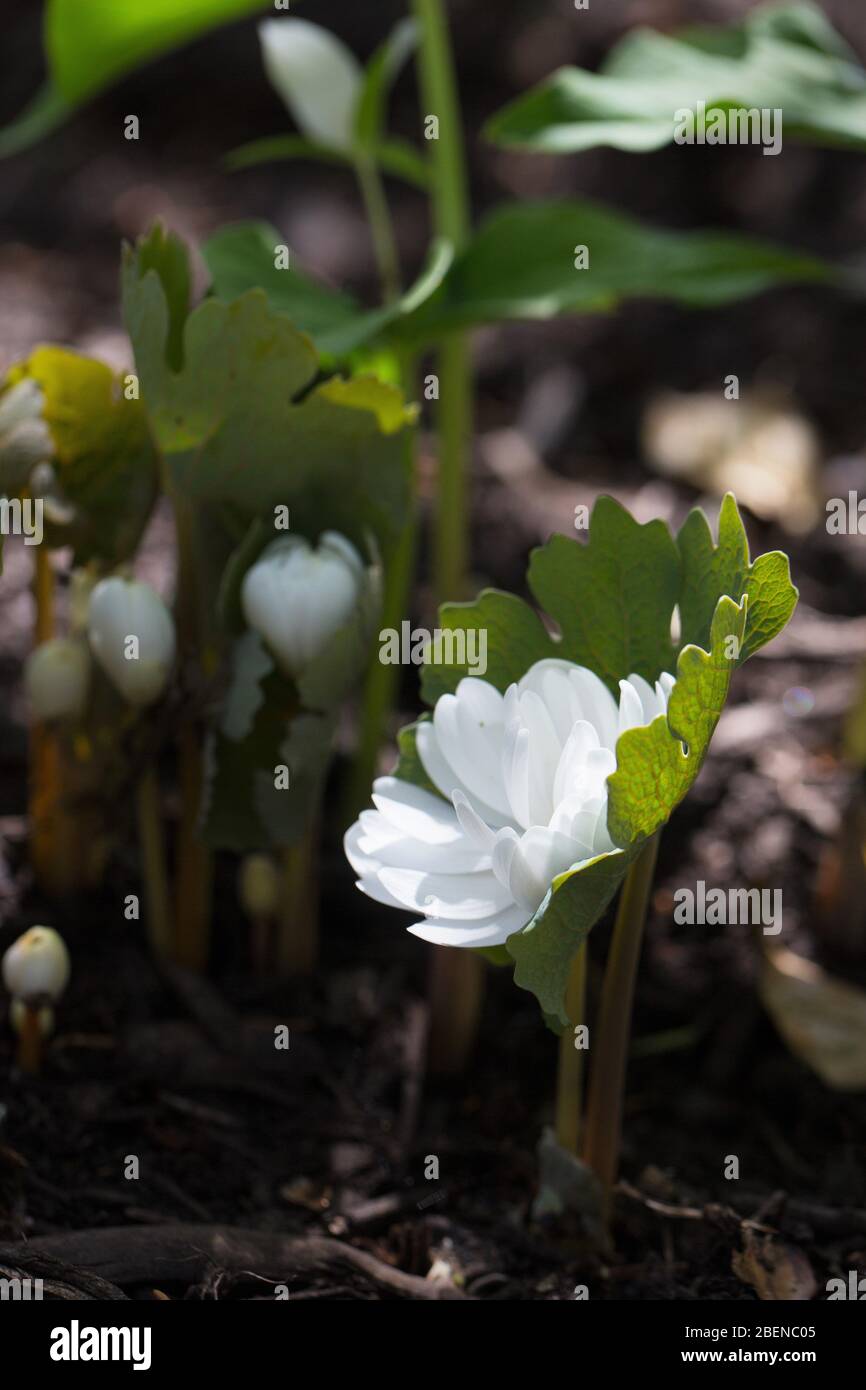 Sanguinaria canadensis Multiplex aka Double-Flowered Bloodroot Stock ...
