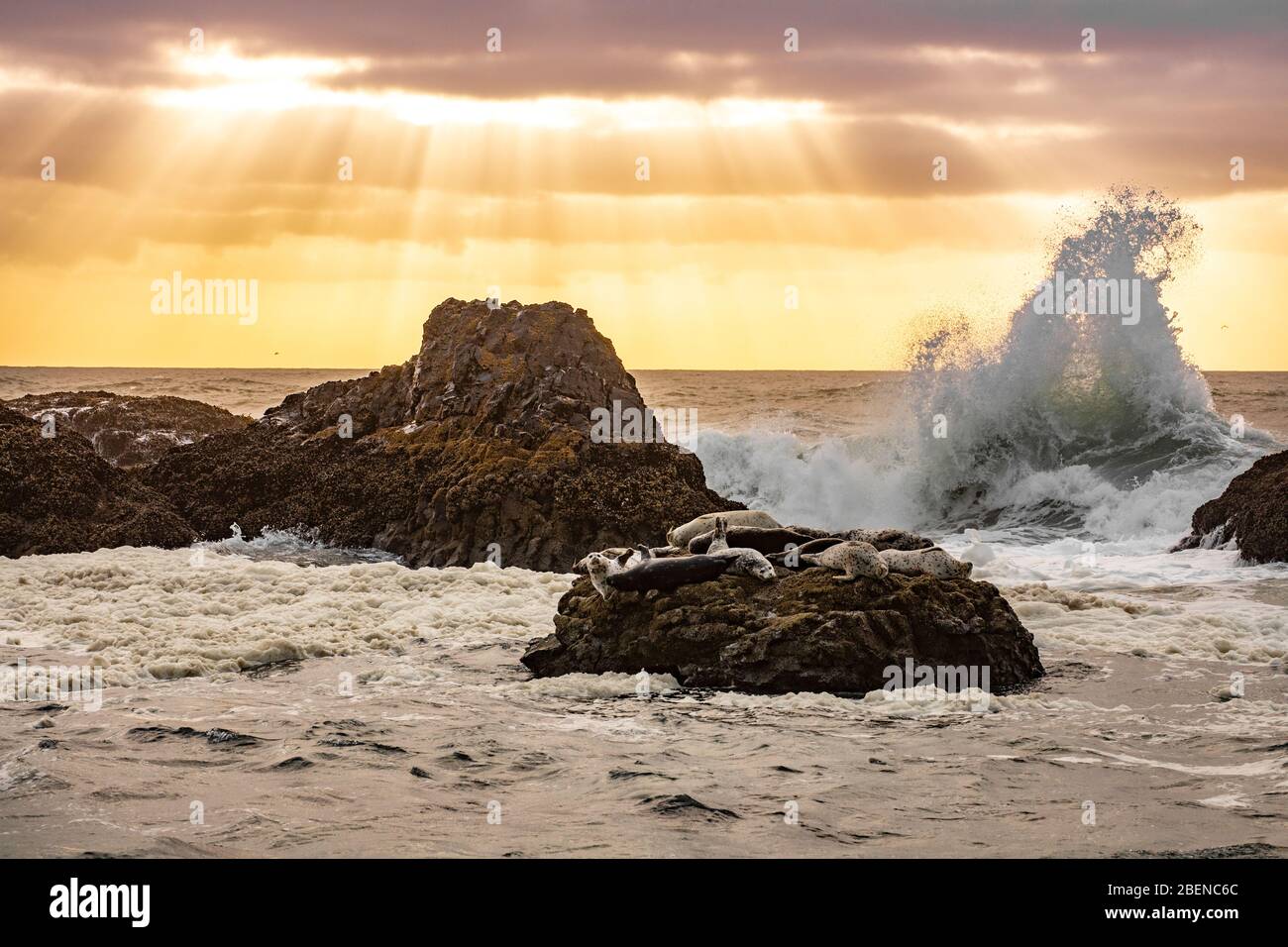 Sunset at Seal Rock, Oregon Stock Photo - Alamy