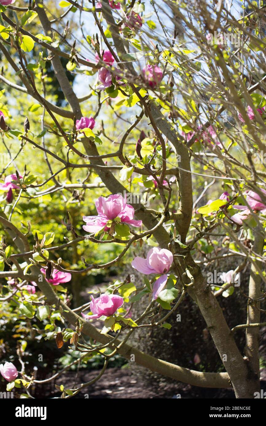 Magnolia felix jury hi-res stock photography and images - Alamy