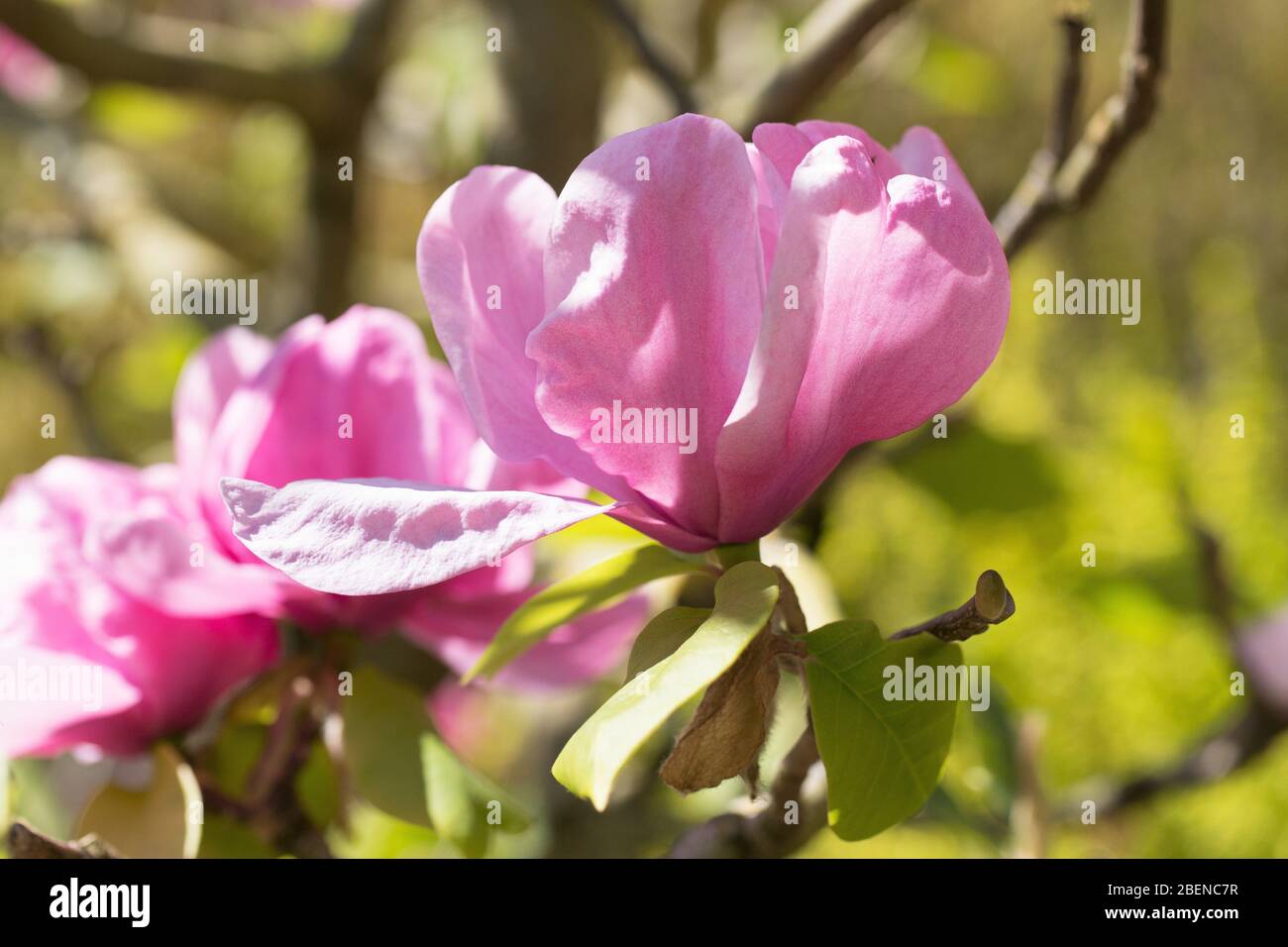 Magnolia 'Felix Jury' Stock Photo - Alamy