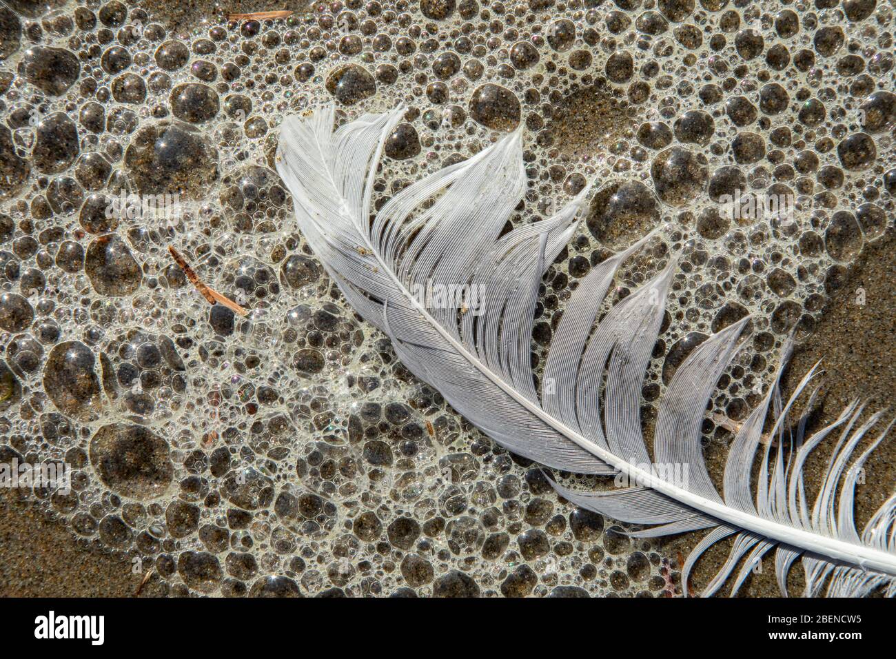 feather in the foamy seas along the beautiful Oregon Coast with waves ...