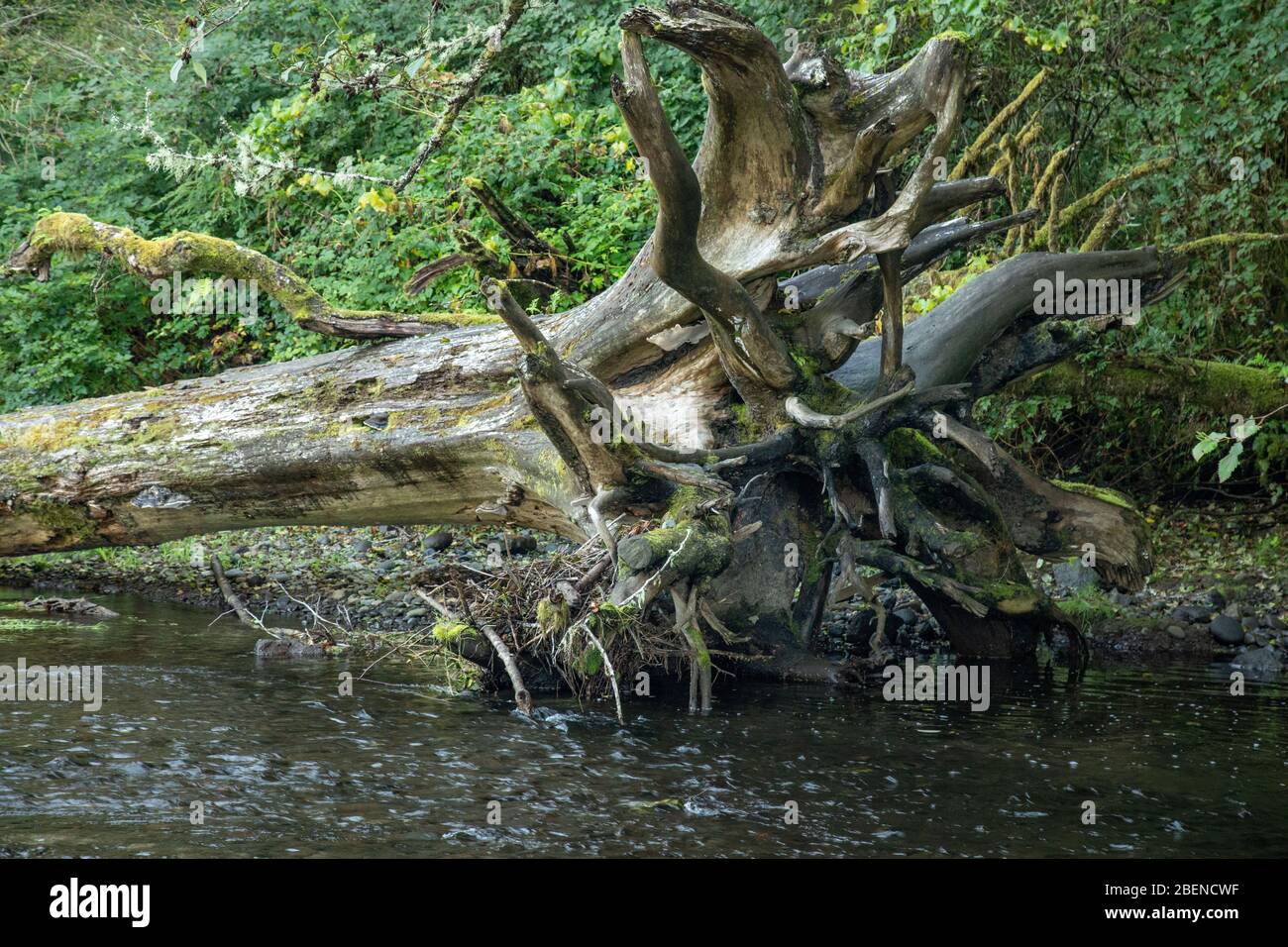 Tree uprooted in river in Oregon Stock Photo - Alamy
