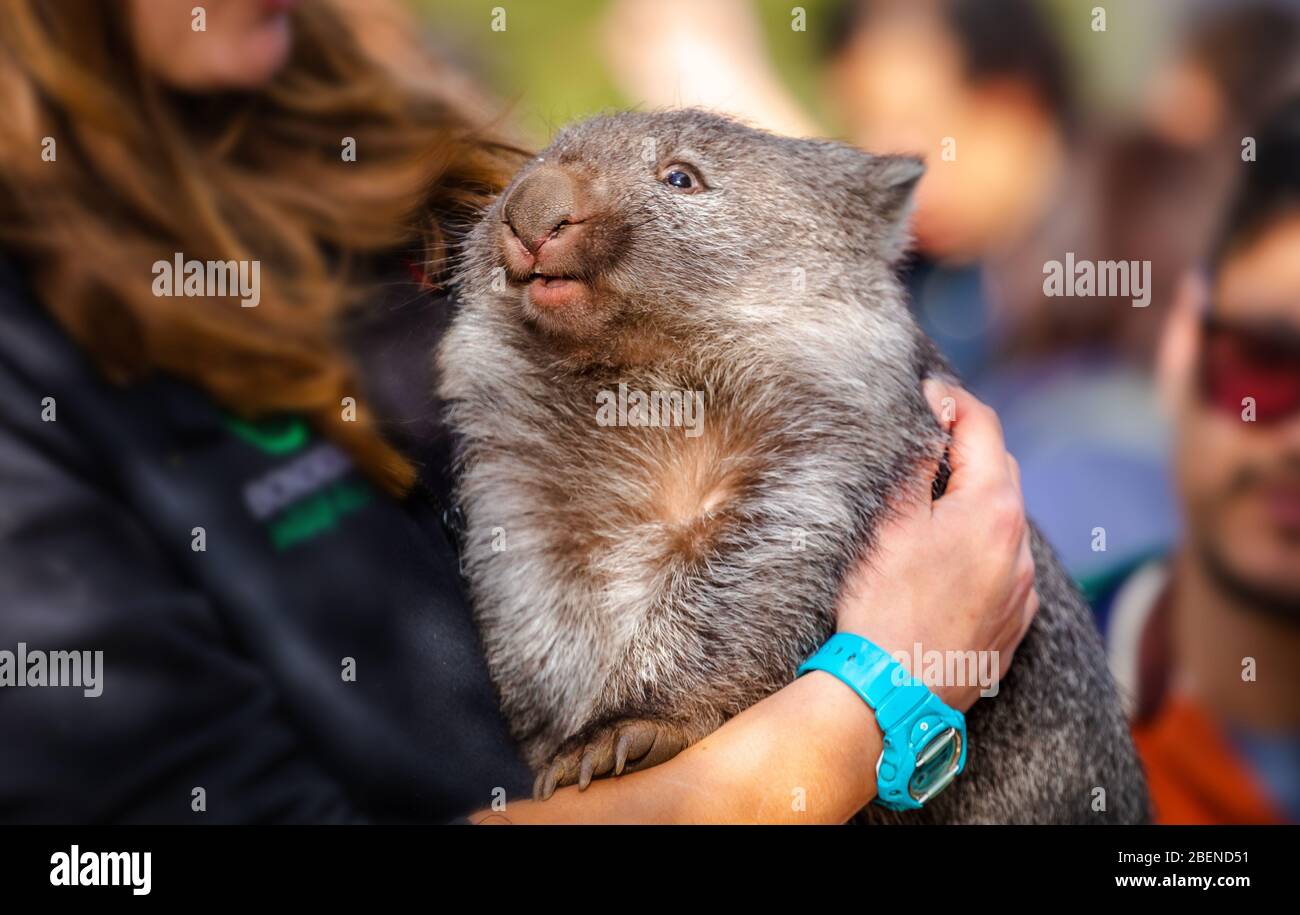 Wombat Smile