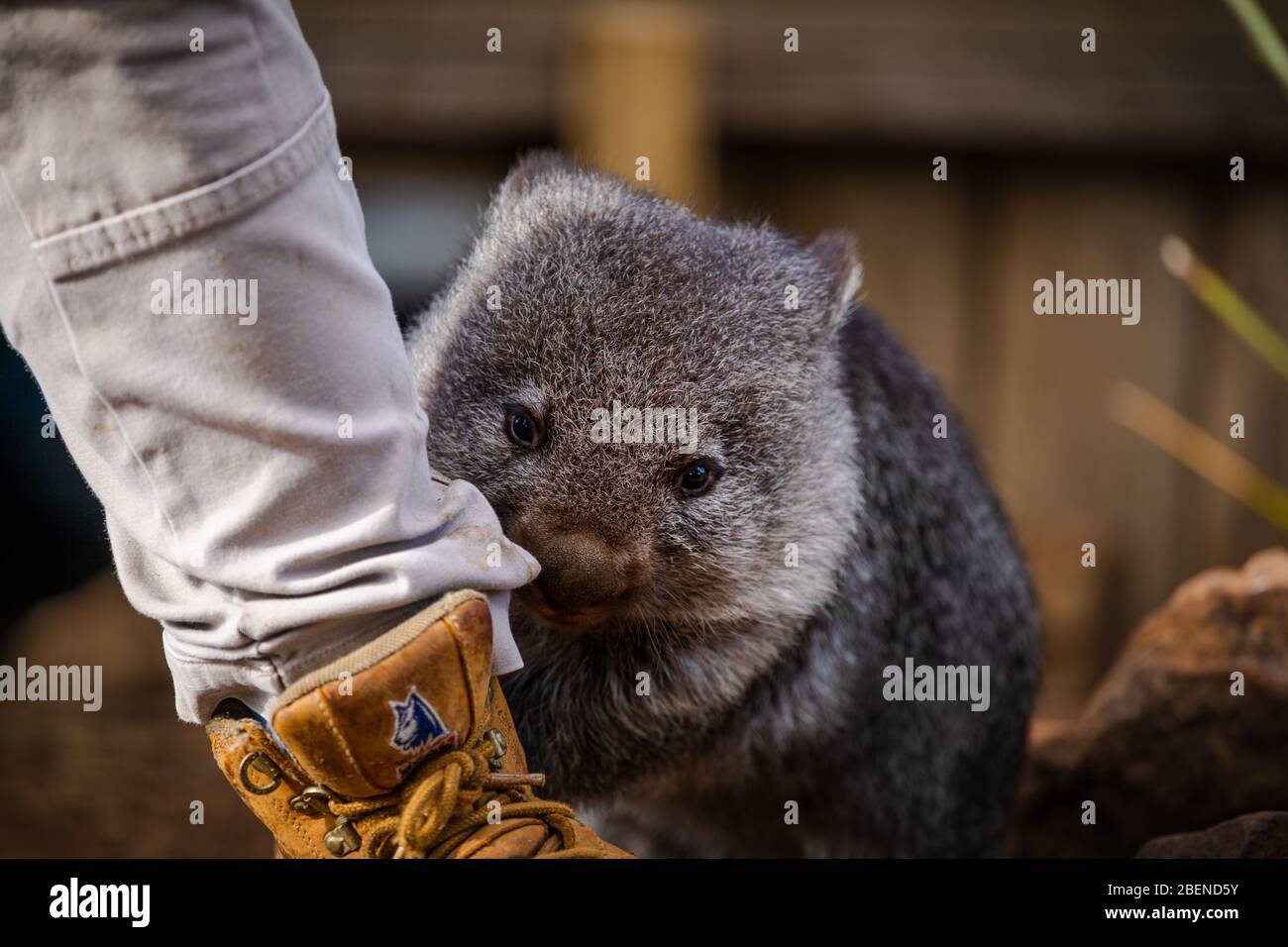 Wombat Eating High Resolution Stock Photography and Images - Alamy